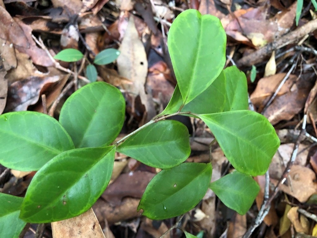 Embelia from K'gari QLD 4581, Australia on March 22, 2024 at 03:13 PM by Martin Bennett ...