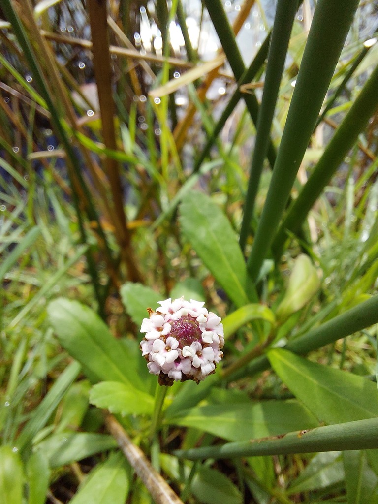 turkey tangle frogfruit from Gold Coast QLD, Australia on April 4, 2024 ...