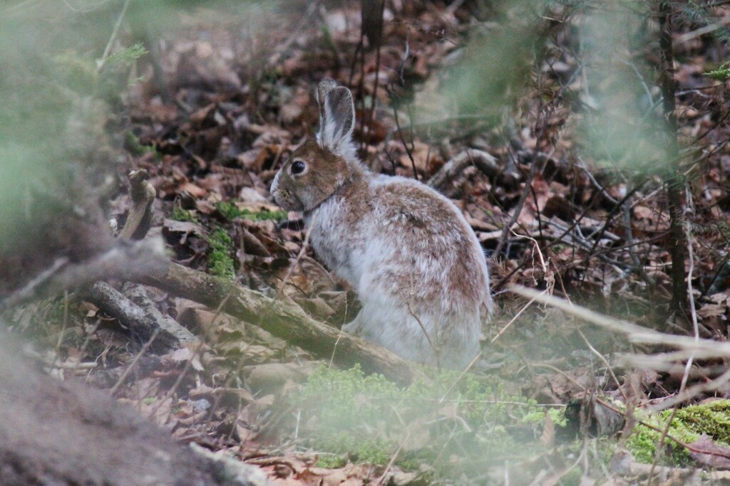 Snowshoe Hare from Chippewa County, MI, USA on April 4, 2024 at 06:50 ...