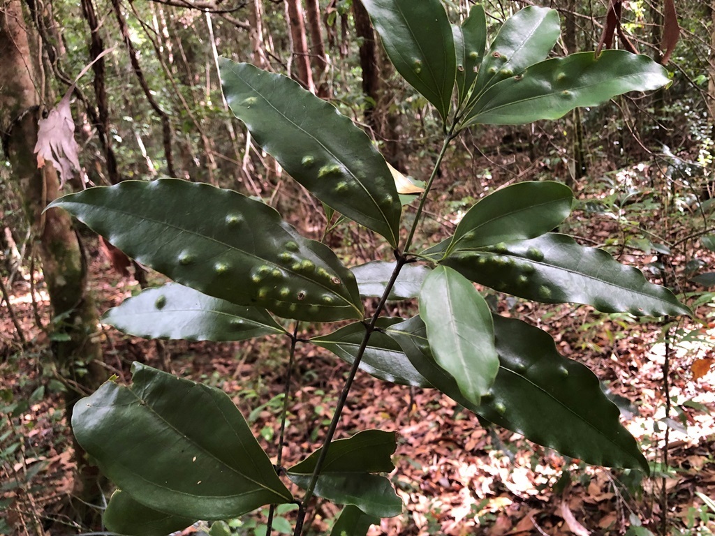 Zig-zag Vine from K'gari QLD 4581, Australia on March 22, 2024 at 03:17 PM by Martin Bennett ...