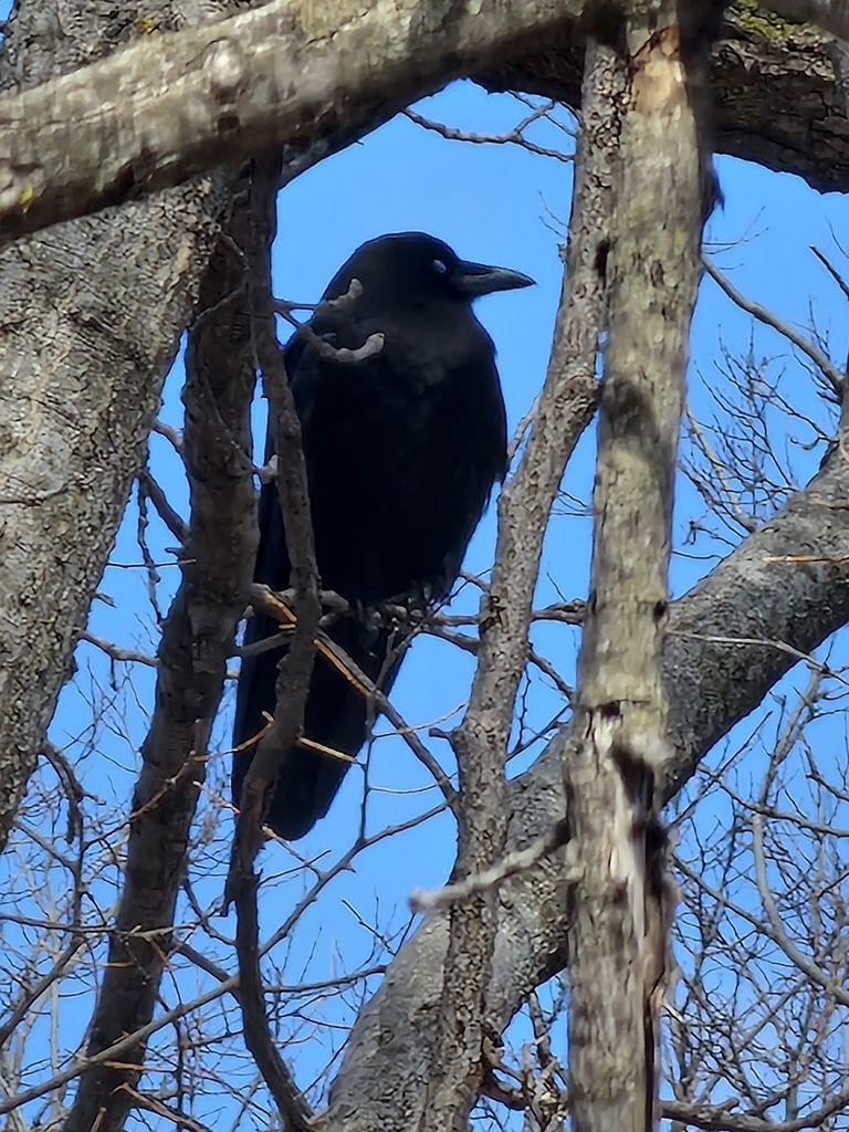 American Crow from Mankato, MN, USA on April 1, 2024 at 01:25 AM by ...