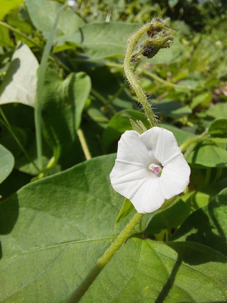 bell vine from Gold Coast QLD, Australia on April 4, 2024 at 09:42 AM ...