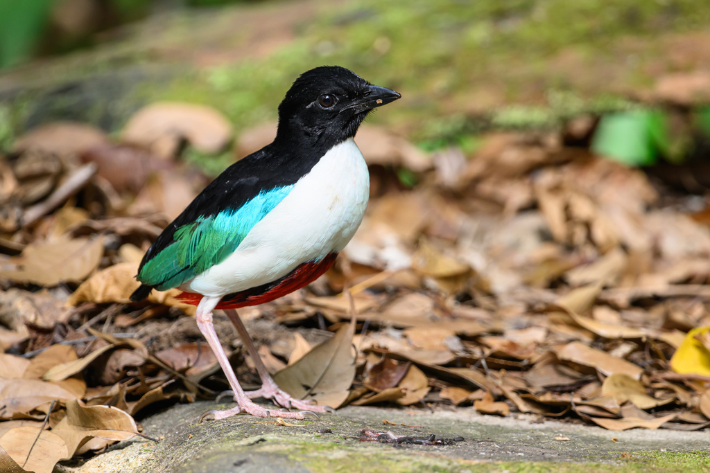 Ivory-breasted Pitta from Halmahera Barat, Maluku Utara, Indonesia on ...