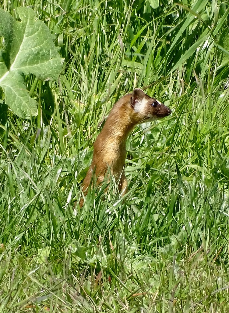 Long-tailed Weasel from Marin County, CA, USA on March 26, 2024 at 01: ...