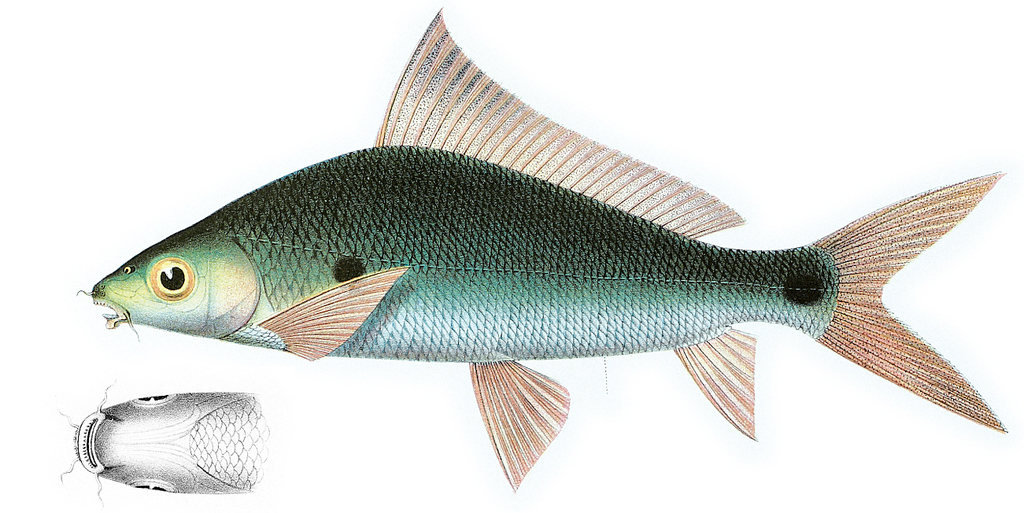(Labiobarbus ocellatus) - Marine Life Identification