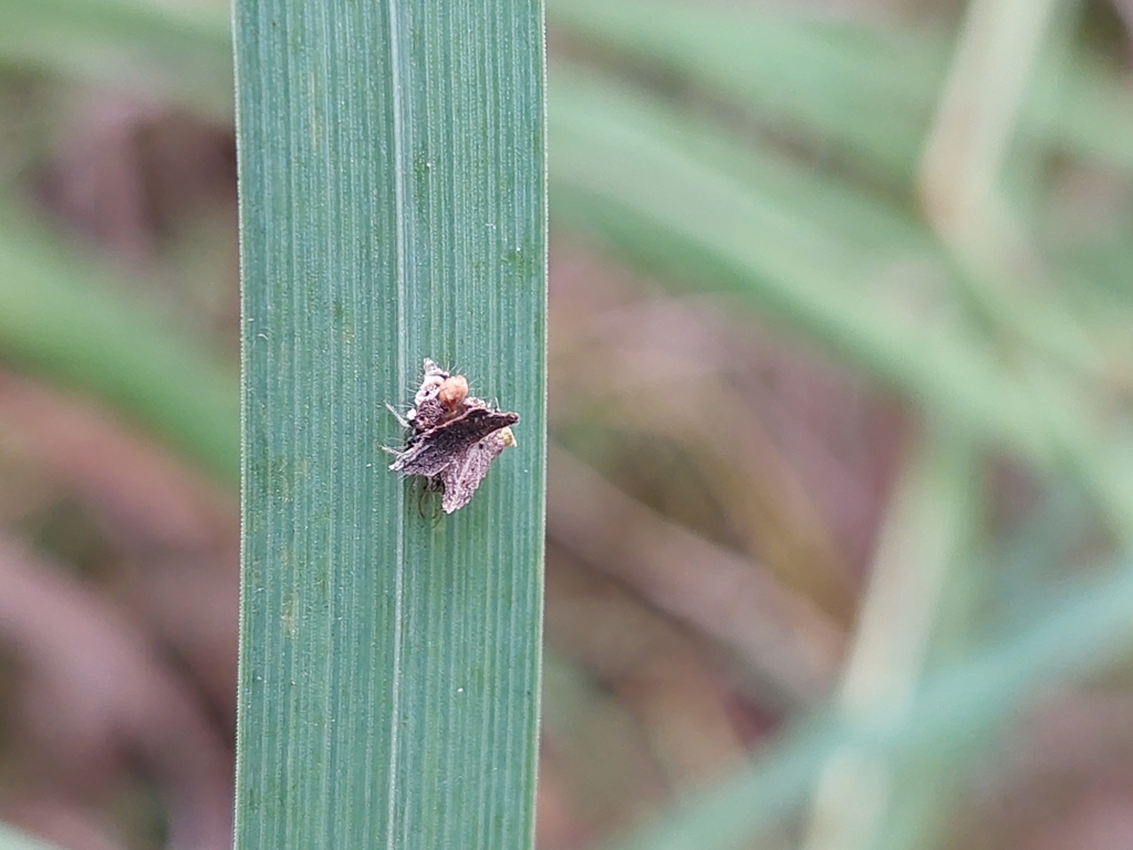 Mallada basalis from Flagstaff, Hamilton, New Zealand on April 5, 2024 ...