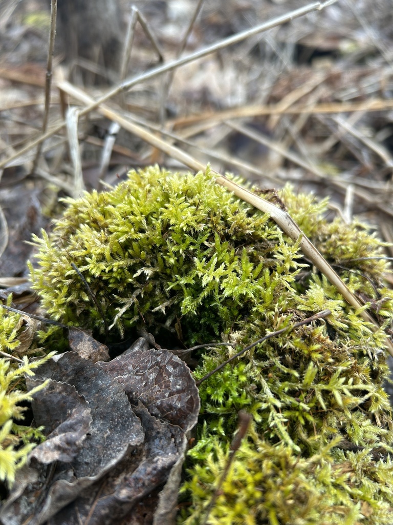 Beautiful Branch Moss from Pickford, MI, US on April 4, 2024 at 06:27 ...