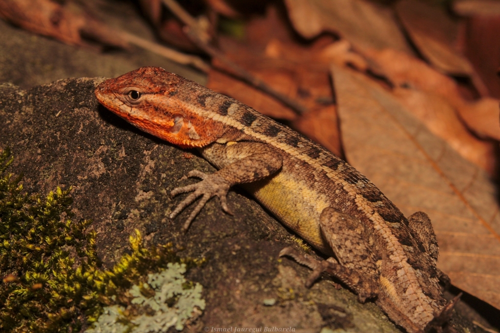 Rose-bellied Lizard from 94216 Ver., México on March 12, 2024 at 08:47 ...