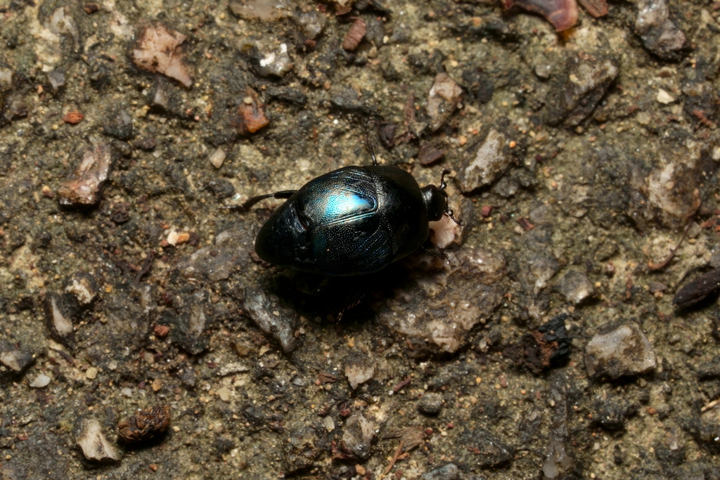 Saprinus from Tai Mo Shan, Hong Kong on April 3, 2024 at 11:26 PM by ...