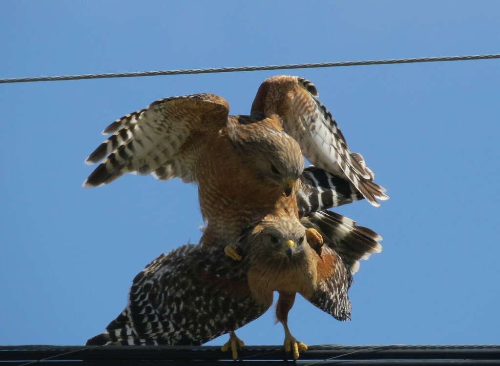California Red-shouldered Hawk from Collier Cnty Pk, E St, Ramona, CA ...