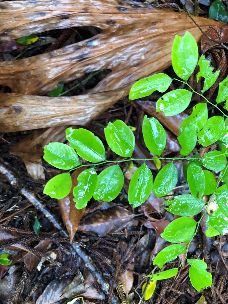 coffee bush from K'gari QLD 4581, Australia on March 23, 2024 at 07:45 AM by Martin Bennett ...