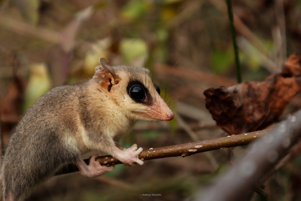 Gray Mouse Opossum from La laguna del palmar, 70949 Oax., México on ...