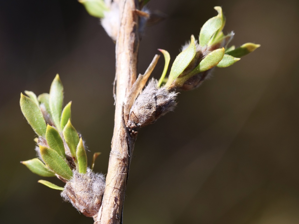 Taxandria floribunda from Stirling Range National Park WA 6338 ...