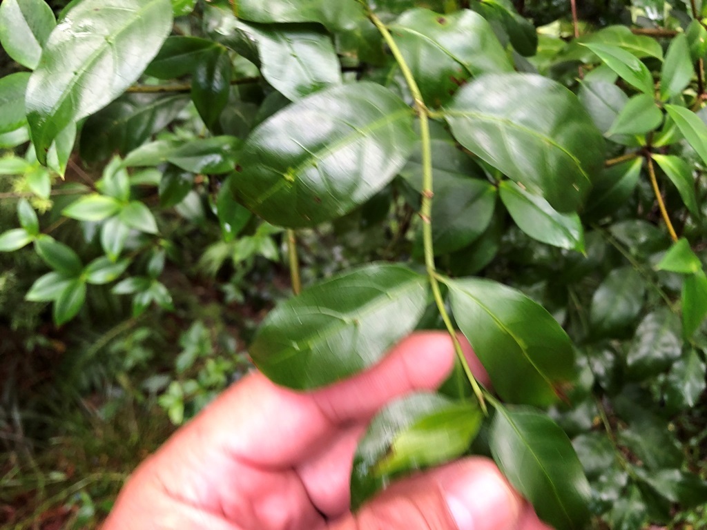 sweet morinda from K'gari QLD 4581, Australia on March 23, 2024 at 07:56 AM by Martin Bennett ...