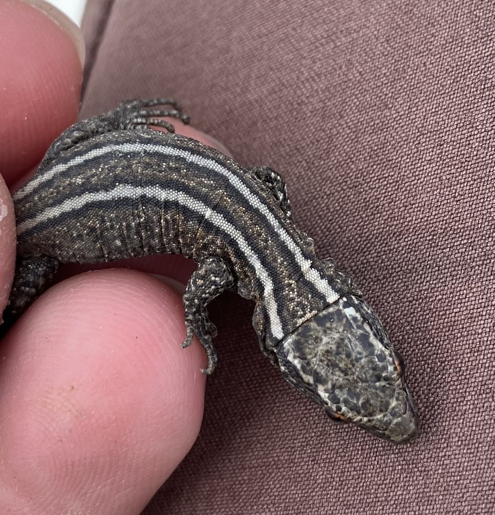 San Clemente Night Lizard in April 2024 by kanglan · iNaturalist