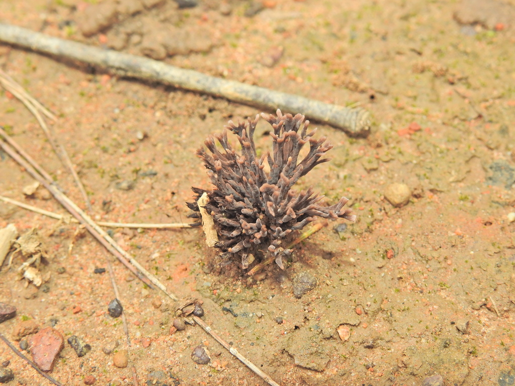 Thelephora from Talegalla Weir QLD 4650, Australia on April 5, 2024 at ...