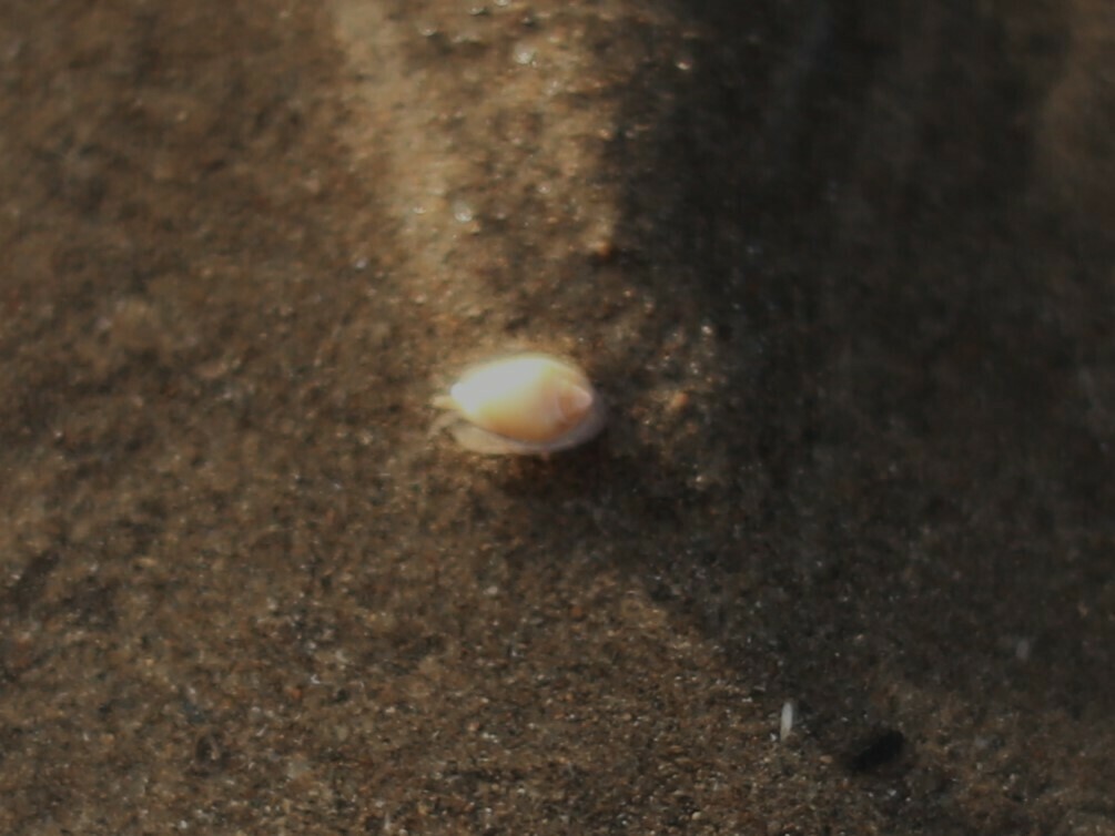 Margin Shells from Port Hedland, Western Australia, Australia on March ...