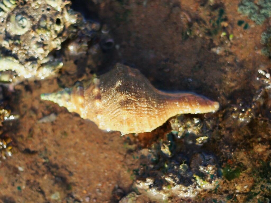 Australian Trumpet from Port Hedland WA 6721, Australia on March 15 ...