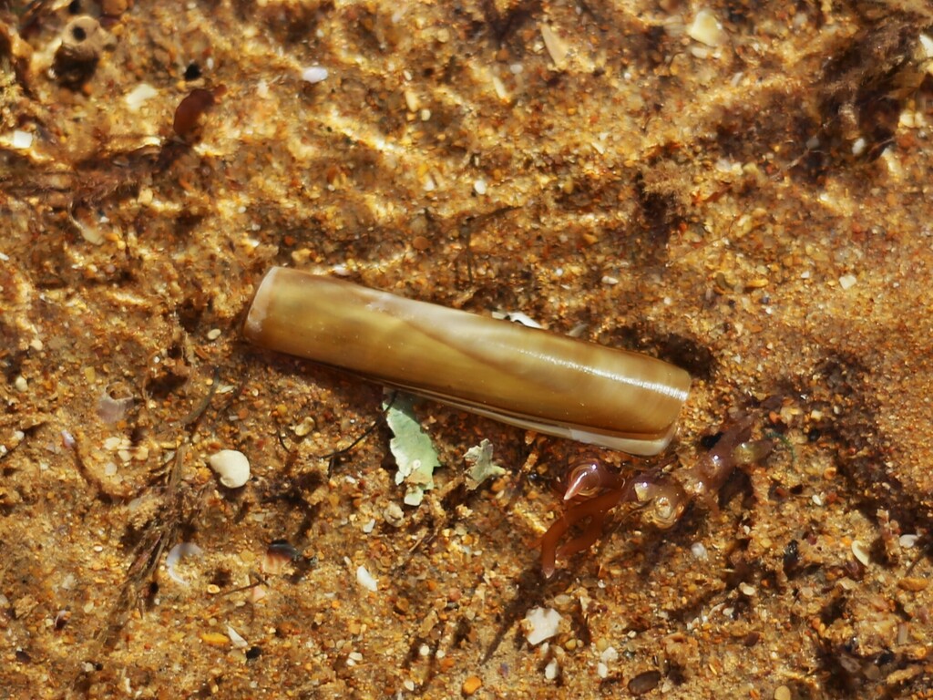Southern Razor Shell from Port Hedland, WA, Australia on March 15, 2024 ...