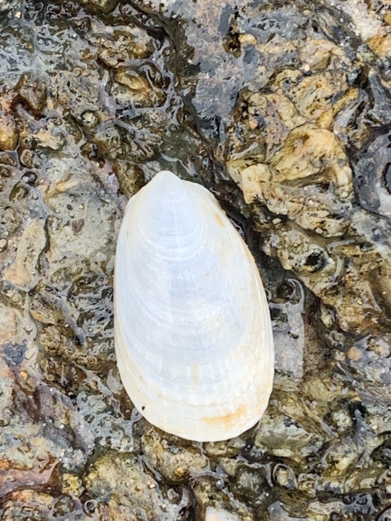 Limatula strangei from Bongil Bongil National Park, Bundagen, NSW, AU on April 5, 2024 at 01:19 ...