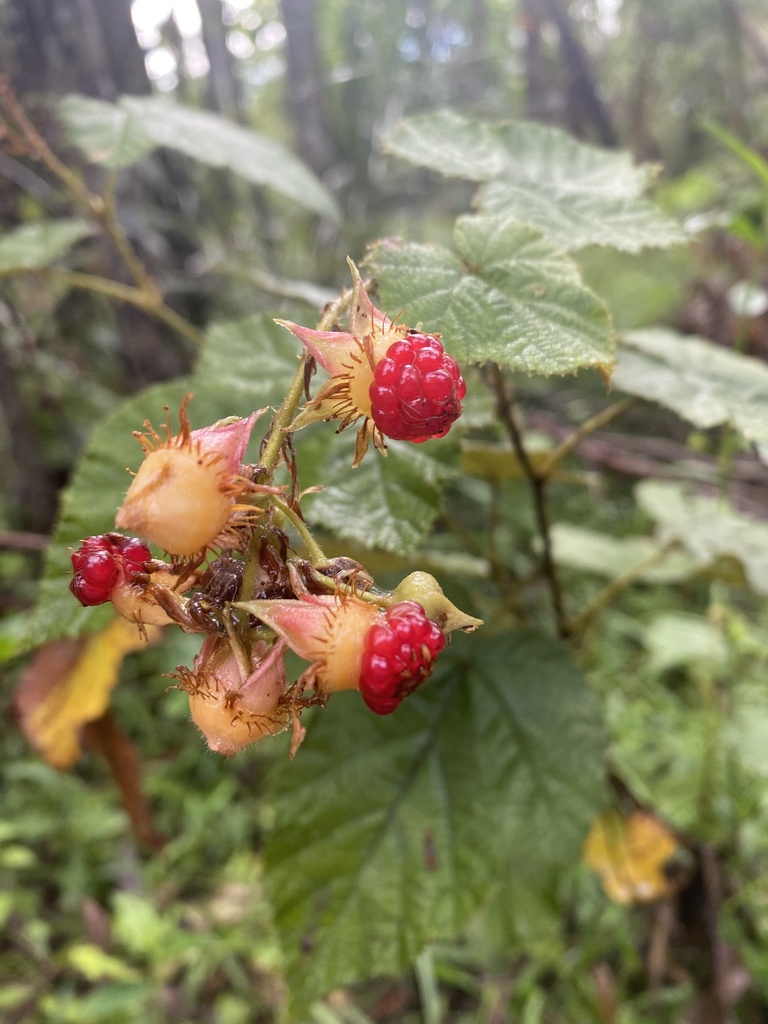 Molucca Bramble from Reserve Rd, Upper Coomera, QLD, AU on April 4 ...