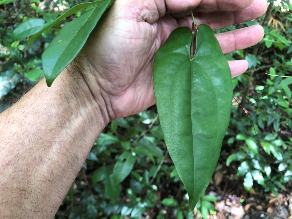 Common Yam Vine from K'gari QLD 4581, Australia on March 23, 2024 at 11:44 AM by Martin Bennett ...