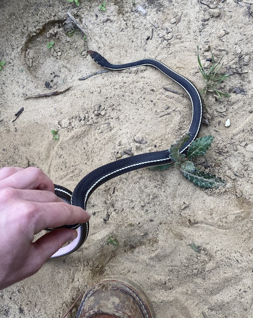 Striped Racer in April 2024 by aquaticmarlon · iNaturalist
