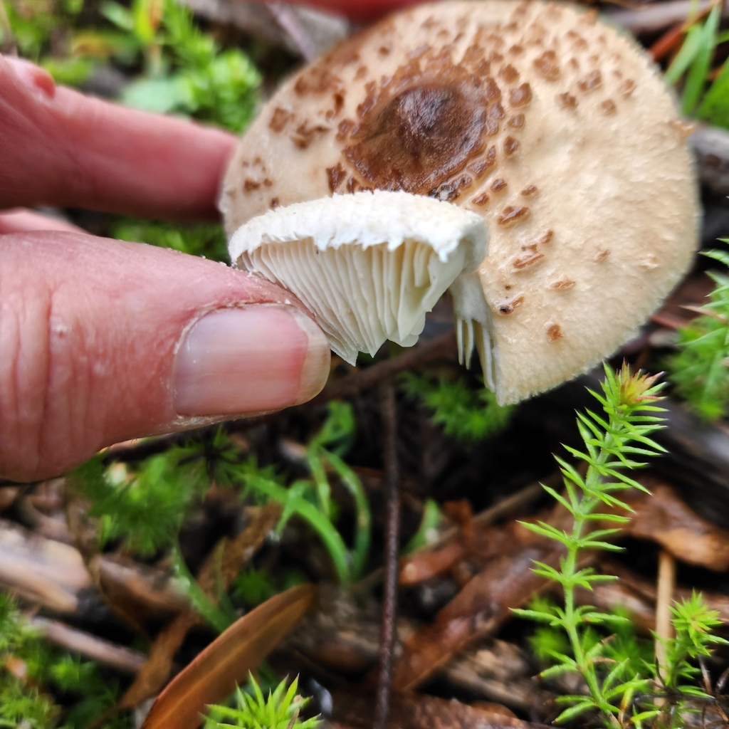 Graceful Parasol from Badja NSW 2630, Australia on April 5, 2024 at 03: ...