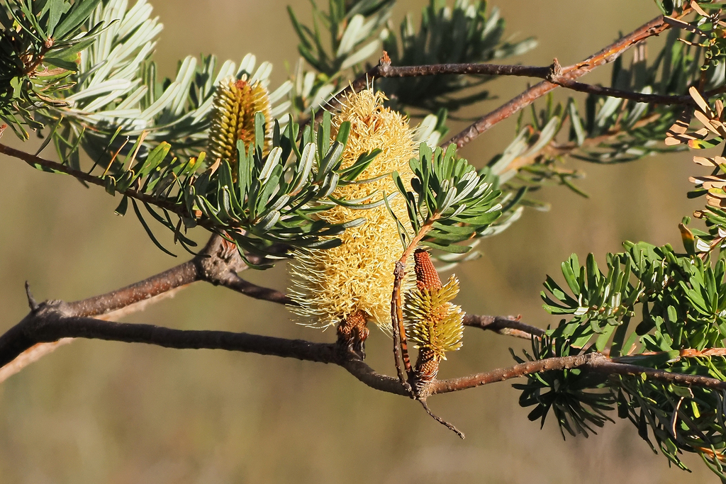 Silver Banksia from Mary Seymour, Western Boundary, Bool Lagoon SA 5271 ...