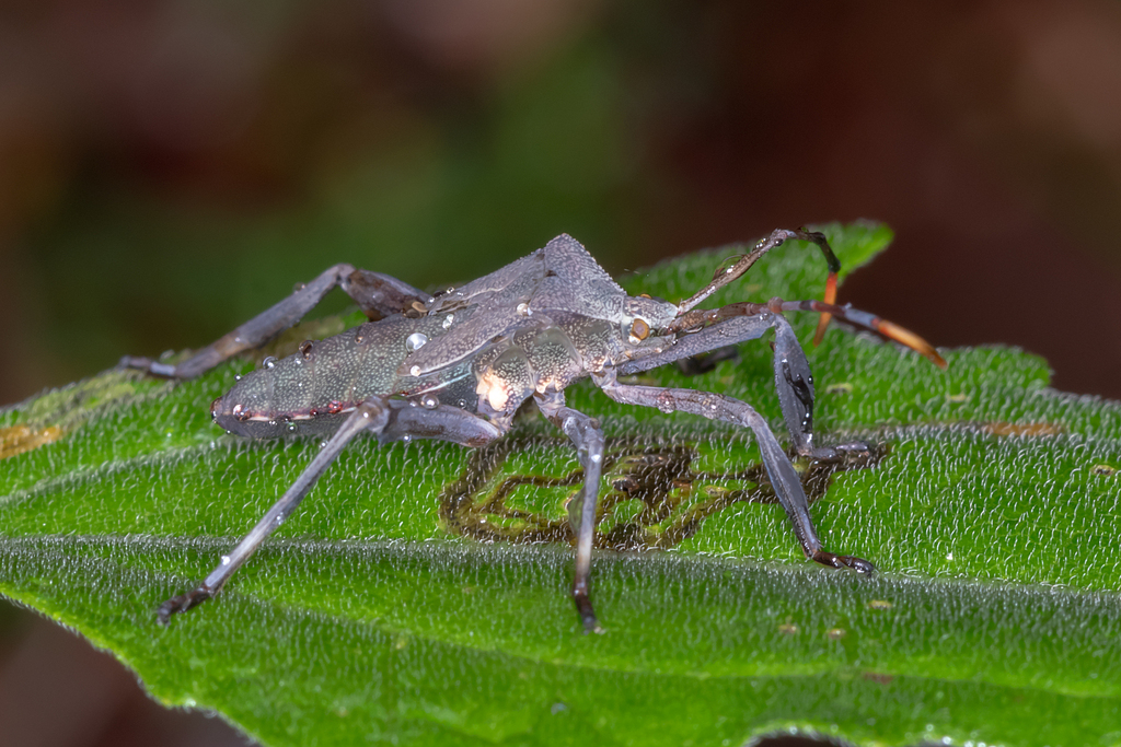 Large Squash Bug from Upper Caboolture QLD 4510, Australia on April 5 ...