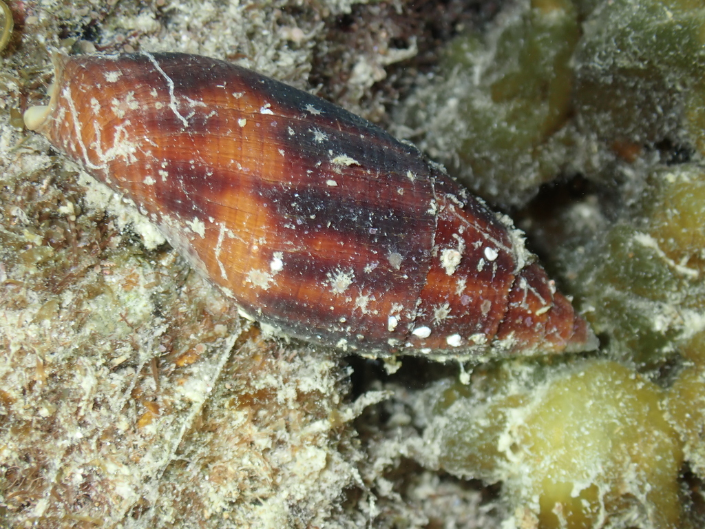 Nebularia eremitarum from Puerto Galera, Oriental Mindoro, Philippines ...