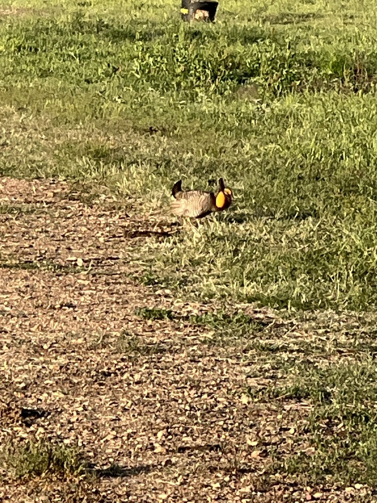 Attwater's Prairie-Chicken in April 2024 by Alan Weakley · iNaturalist