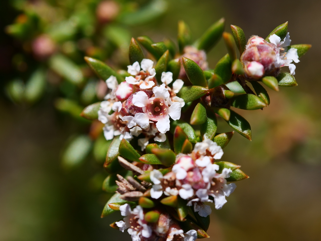 myrtle family from Stirling Range National Park WA 6338, Australia on ...