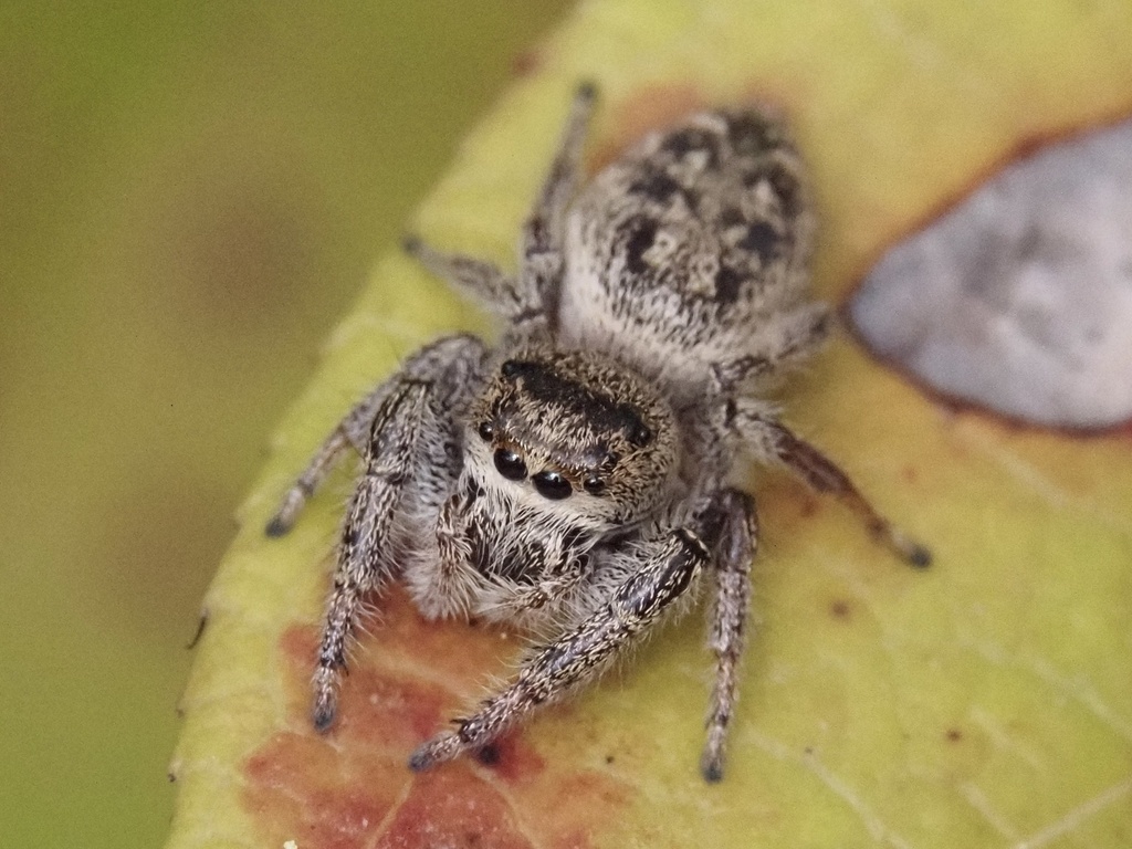 Bronze Jumping Spider from East Fork Satsop River, Elma, WA, US on ...