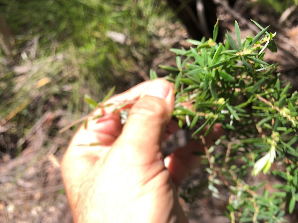 Monotoca from K'gari QLD 4581, Australia on March 23, 2024 at 12:21 PM by Martin Bennett ...