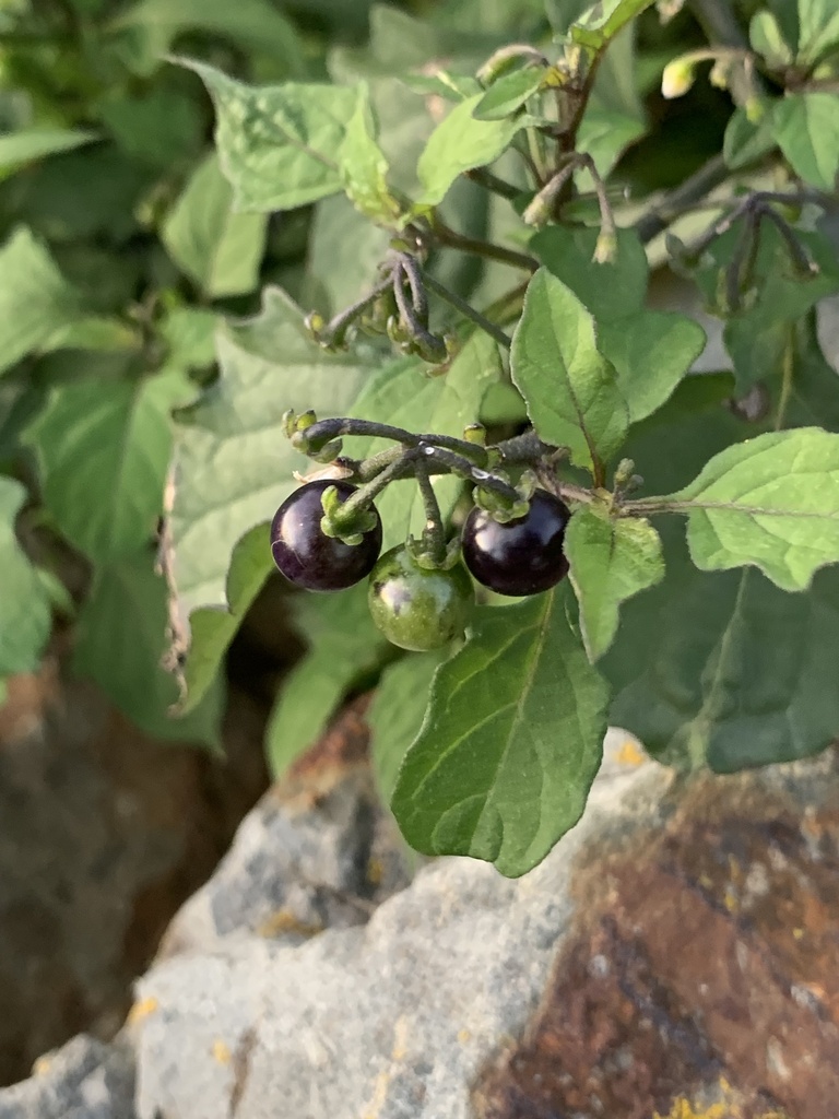 Black Nightshade Complex from Dittmer Reserve, Palmerston North ...