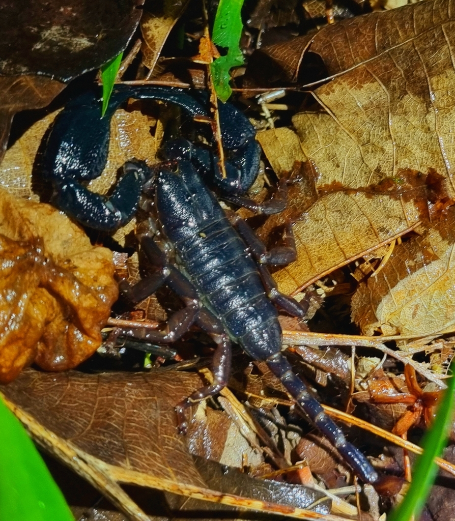 Scorpions from Bocatorito, Provincia de Bocas del Toro, Panama on ...