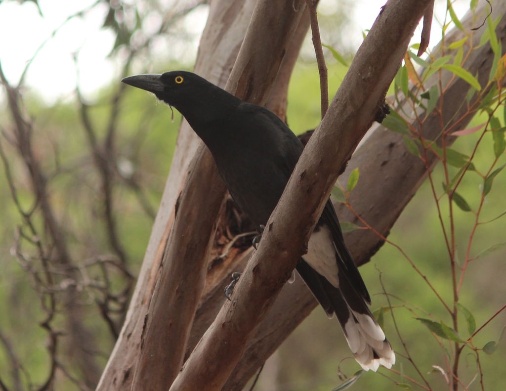 Otway Pied Currawong from Little River VIC 3211, Australia on February ...