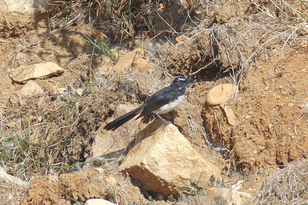 Willie Wagtail from Bolaro NSW 2629, Australia on March 8, 2024 at 10: ...