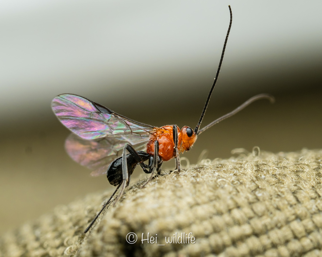 Opiinae from 廣西壯族自治區, CN on April 2, 2024 at 09:08 PM by hei_wildlife ...
