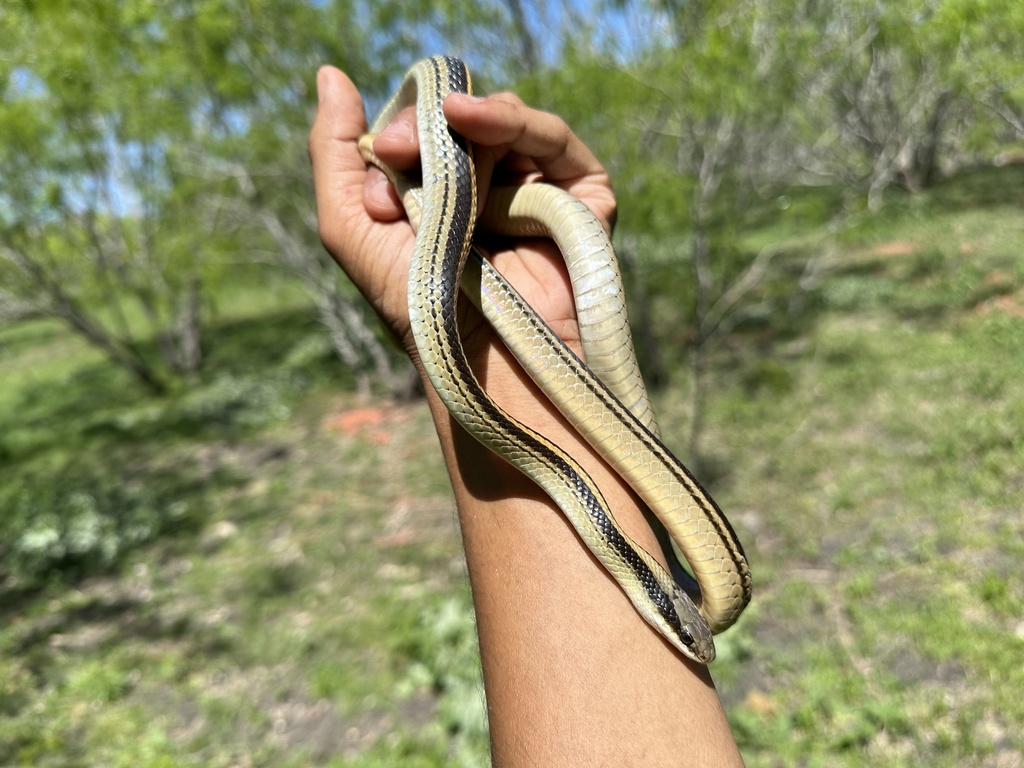Texas Patch-nosed Snake in April 2024 by Ashwin Narayanan. Under tin in ...