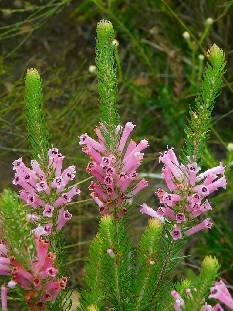 Golden Pine Heath from Maermanskloof Greyton, 7233, South Africa on ...
