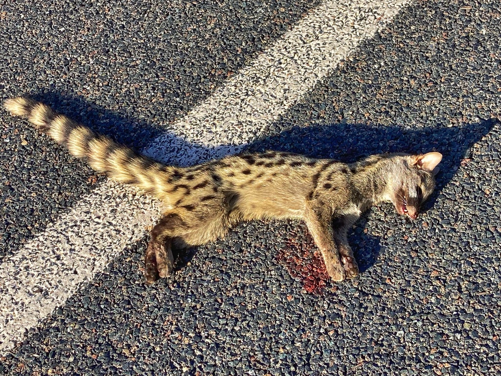 Northern Small-spotted Genet from Mallorca, Estellencs, Balearen, ES on ...
