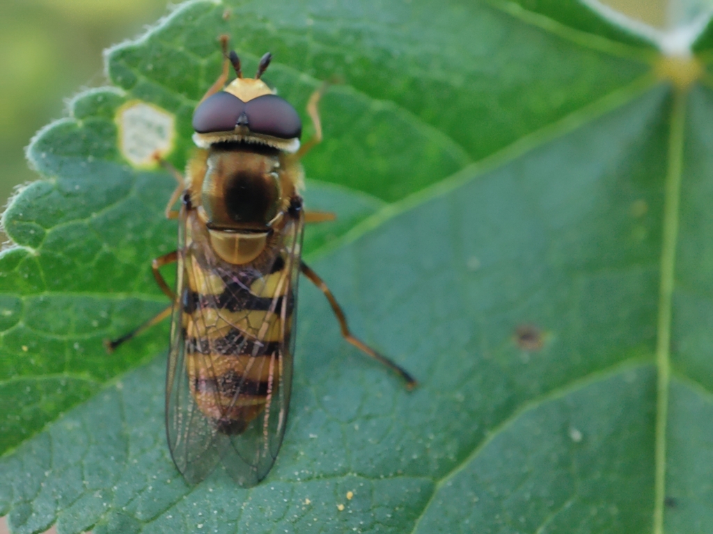 Common Flower Flies from כפר מנחם, ישראל on April 5, 2024 at 06:45 AM ...
