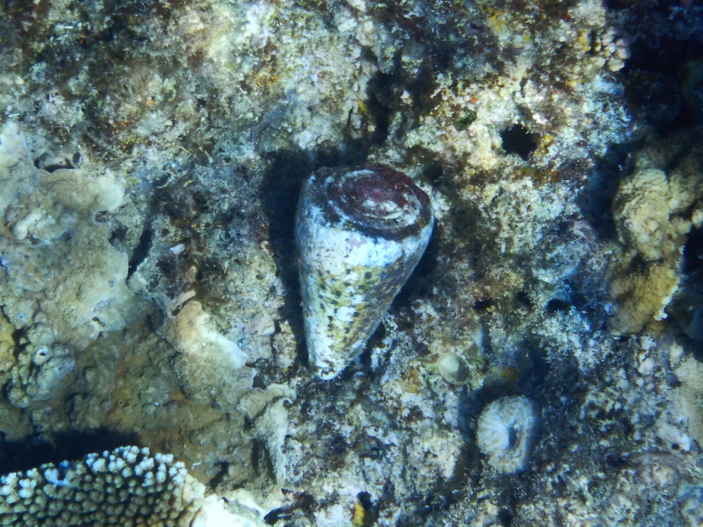 Conus from Ba, FJ-W, FJ on August 23, 2023 at 04:37 PM by Enot ...