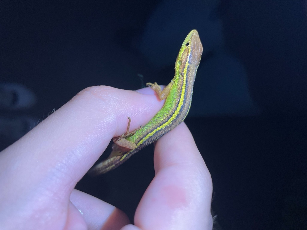 China Grass Lizard from 舟山岛, 舟山, 浙江, CN on August 5, 2021 at 06:02 PM ...