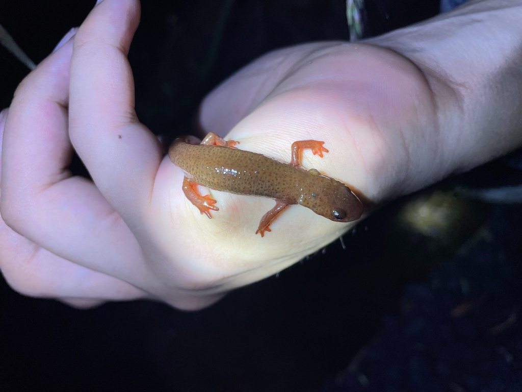 Northeastern Paddle-tailed Newt in July 2023 by Alex Pintsen JIN · iNaturalist