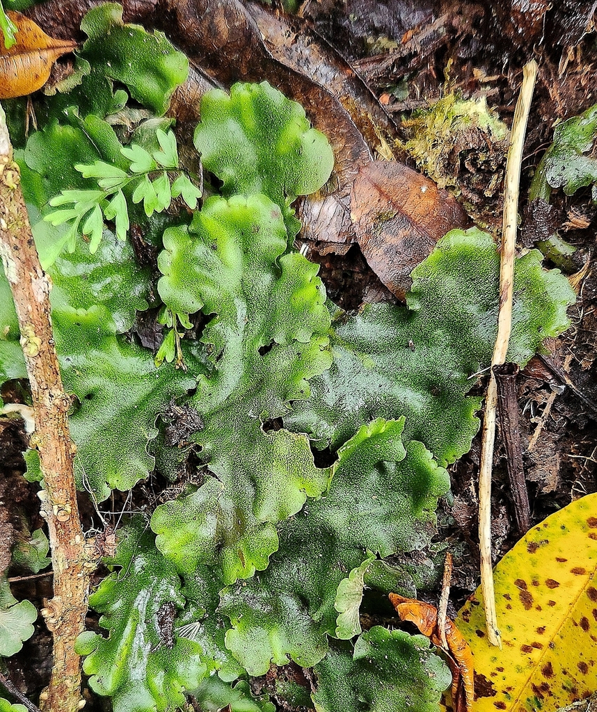 Monoclea gottschei from V9VM+CWP, Cerro Punta, Chiriquí Province ...
