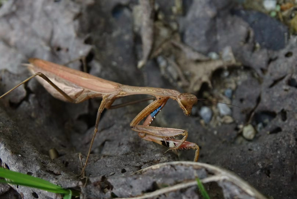 Asian Jumping Mantis from 汉中市 on April 05, 2024 at 04:18 PM by klchty ...