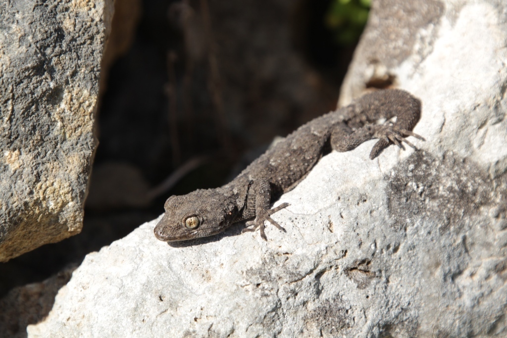 Kotschy's Gecko from Province of Taranto, Italy on April 5, 2024 at 10: ...